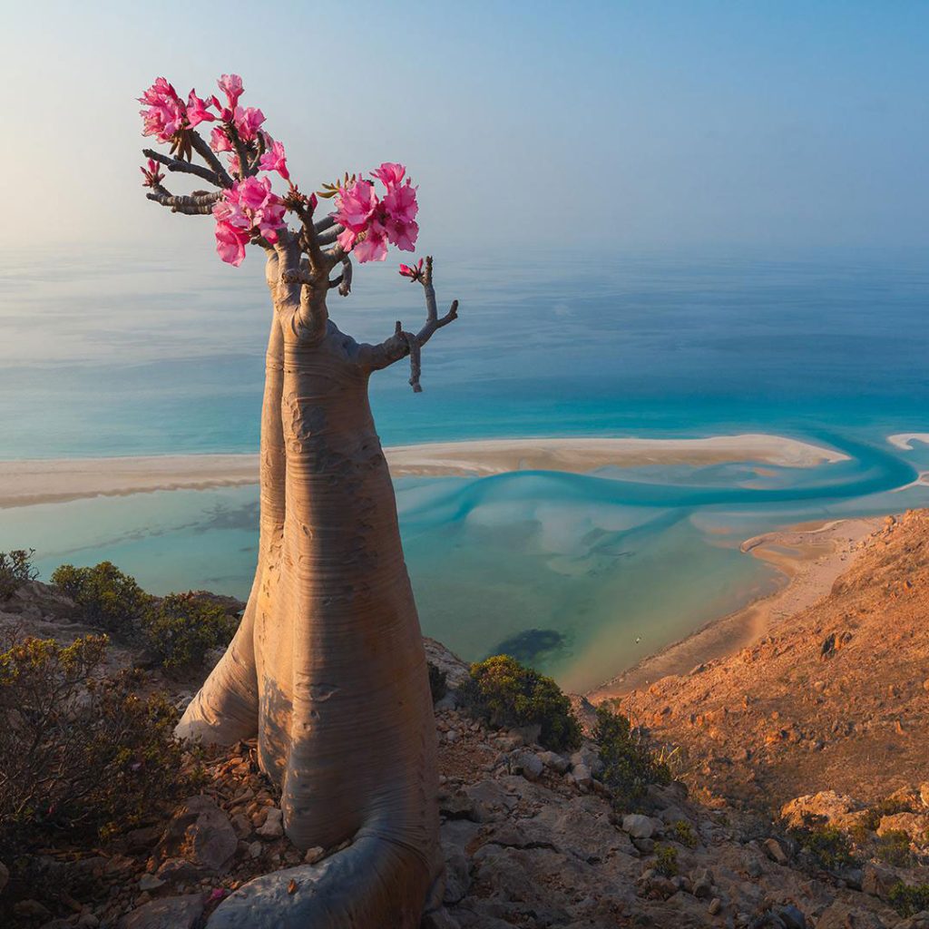 Socotra Desert Rose (Bottle Tree) | Socotra Tour Operator | Discover ...